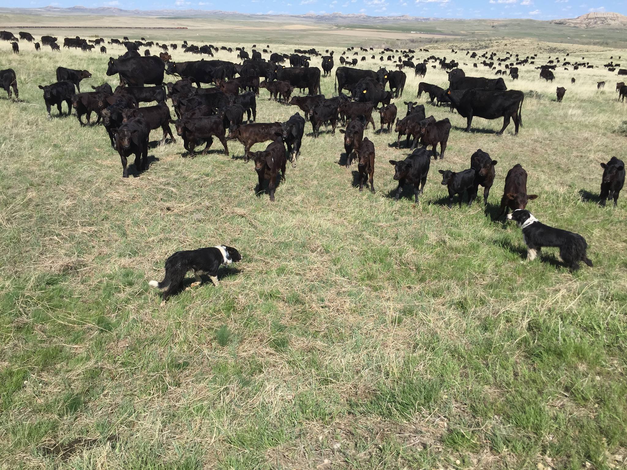 Home | Slash J Stock Dogs