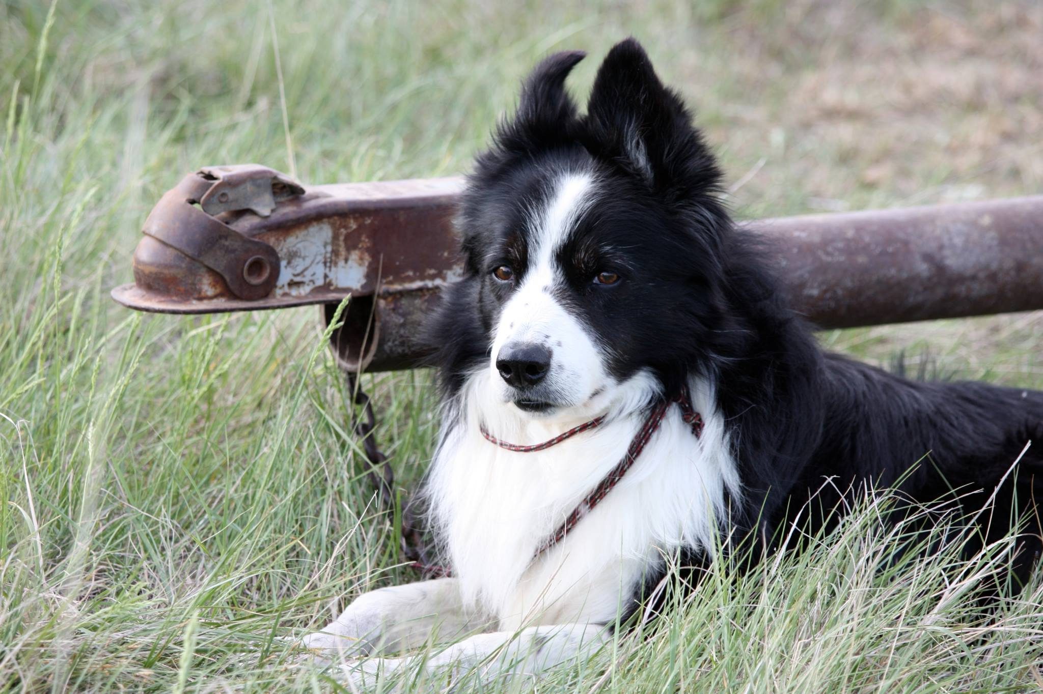 Home | Slash J Stock Dogs